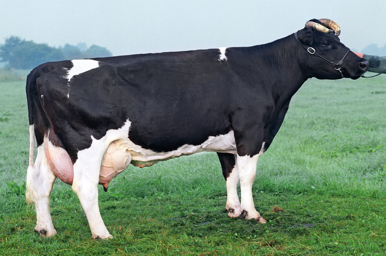 Erhaltungspopulationen und phänotypische Erhaltungspopulationen beim Rind